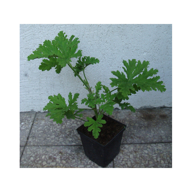 GERANIUM ANGINKA